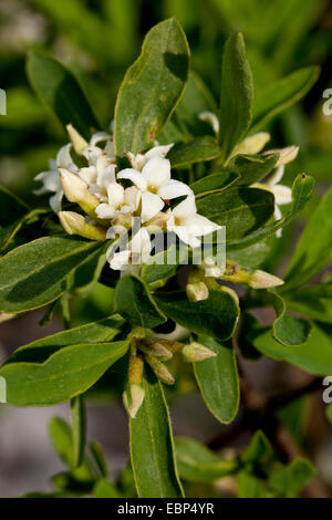 alpine daphne (Daphne alpinum), blooming Stock Photo - Alamy