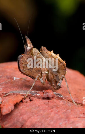 Brunners boxer mantis (Hestiasula brunneriana), threatening gesture ...