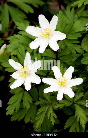 Three Anemone perennial flowering plants with partially to fully open ...