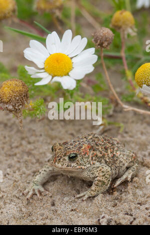 Natterjack toad in front of white background Stock Photo - Alamy