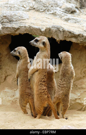 Meerkats (Suricata suricatta) four looking out over a field of Devil's ...