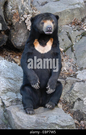 A sun bear (Helarctos malayanus) at the Jihlava Zoo, Czech Republic, on ...