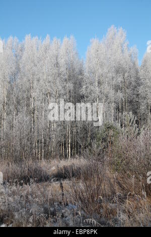 lace white covering winter rime web of spider hang on rods Stock Photo ...