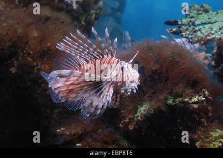 Red Lionfish (Pterois volitans) at Moscow Zoo, Russia Stock Photo - Alamy