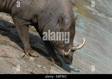 Moluccan babirusa (Babyrousa babyrussa), Pigs, Ungulates, Even-toed ...