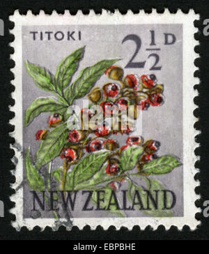 NEW ZEALAND - CIRCA 1960: A stamp printed in New Zealand shows Titoki ...