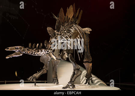 Stegosaurus stenops Fossil Skeleton Stock Photo - Alamy