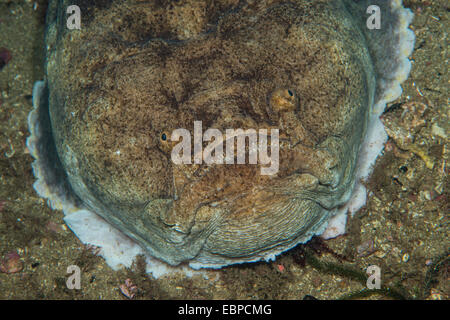 Stargazer fish, fiordland, NZ Stock Photo - Alamy