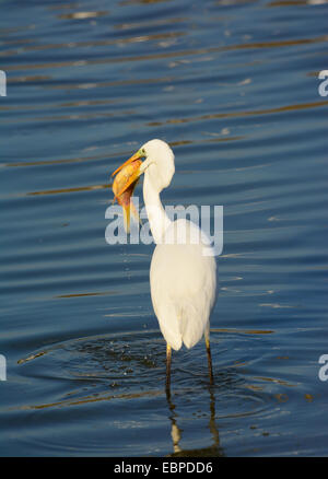 Great egret swallow a fish Stock Photo - Alamy