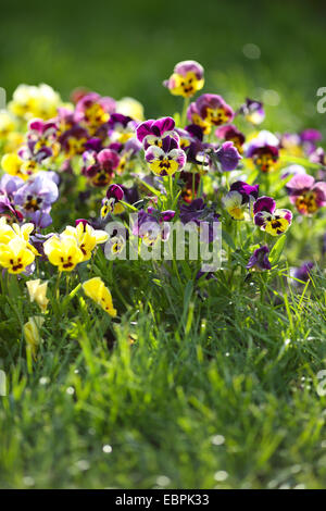 Blue and yellow violets flowers in close-up. Violet plants. Spring ...