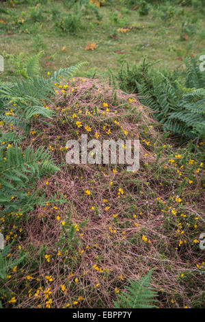 Common Dodder: Cuscuta. epithymum, growing parasitically on Gorse. St ...