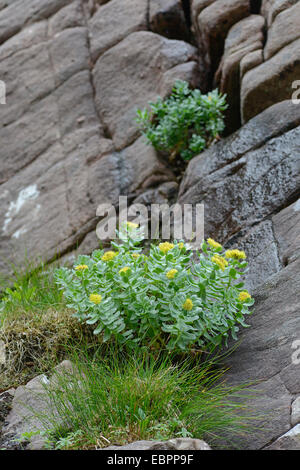 Roseroot (Rhodiola rosea) Torridon, Scotland, June Stock Photo - Alamy