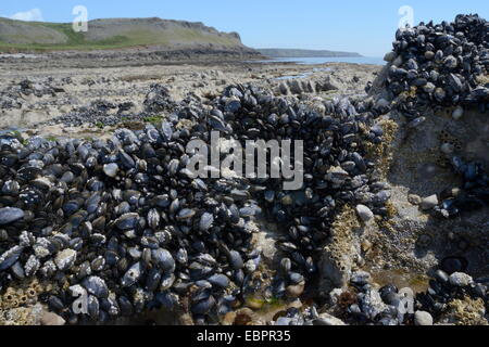 Wild blue mussels, Mytilus edulis, growing on the rocks in the ...