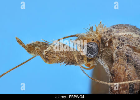 Snoth moth (Pyralidae), head of a snout moth, lateral view with labial ...
