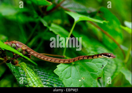 Striped bronzeback (Dendrelaphis cf. caudolineatus ), in a bush, Sri ...