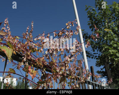 copse bindweed, Fallopia dumetorum Stock Photo - Alamy