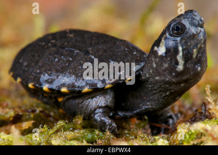 Scorpion mud turtle (Kinosternon scorpioides), Palo Verde National Park ...