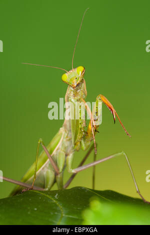 European preying mantis (Mantis religiosa), on a yellow flower, side ...