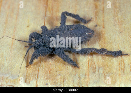 Masked hunter bug, Fly bug (Reduvius personatus), nymph, Germany Stock ...