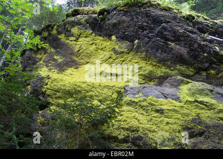 Sulfur dust lichen (Chrysothrix chlorina, Lepraria chlorina), on a rock ...