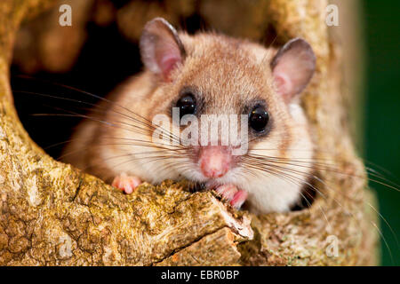 Trunk, knothole, dormouse, Glis glis, animal world, Wildlife, animals ...