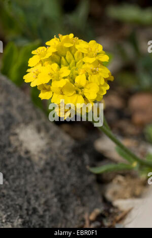 Yellow blooming Alyssum ovirense alpine wild flowers growing out of ...