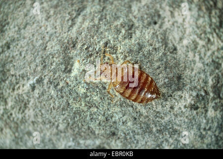 Martin bug, Swallow bug (Oeciacus hirundinis), on a feather, Germany ...