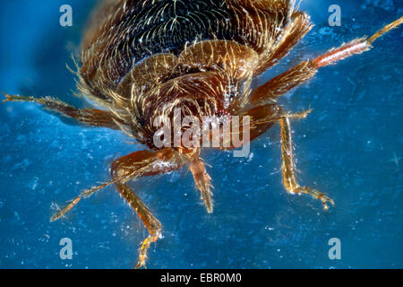 Martin bug, Swallow bug (Oeciacus hirundinis), two Martin bugs on a ...