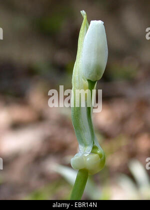 Leek bud, Allium Stock Photo - Alamy