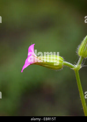 little-robin, purple-flowered cranesbill (Geranium purpureum), single ...