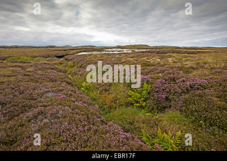 Common Ling Calluna vulgaris heather Stock Photo - Alamy