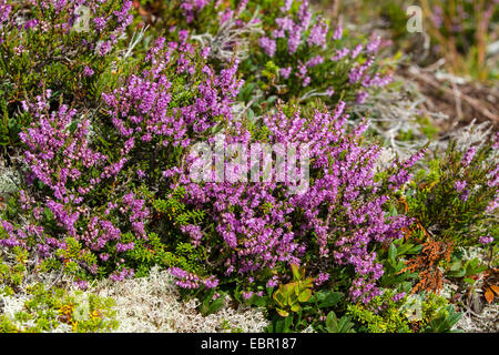 common heather (Calluna vulgaris Stock Photo - Alamy