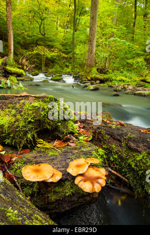 Europe, Germany, Rhineland-Palatinate, Westerwald, Hoher Westerwald ...