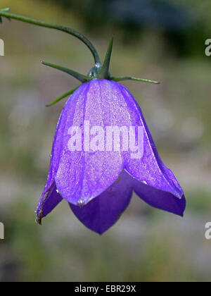 lady's-thimble, scotch bluebell, harebell (Campanula rotundifolia ...