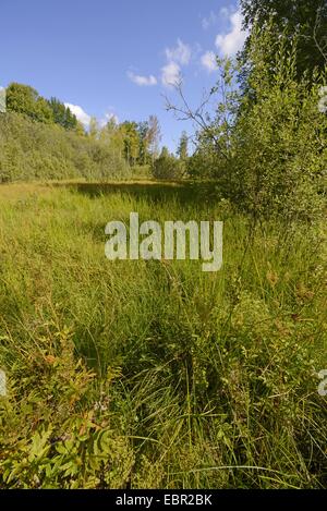 marsh meadow, Sweden, Smaland Stock Photo - Alamy
