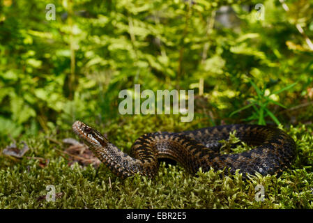 Adder Vipera berus sweden swedish snakes snake poisonous European Stock ...