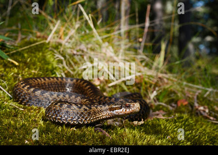 Adder Vipera berus sweden swedish snakes snake poisonous European viper ...