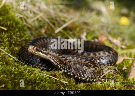 Adder Vipera berus sweden swedish snakes snake poisonous European viper ...