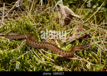 Juvenile Adder, Vipera berus, on the Malvern Hills, Worcestershire ...