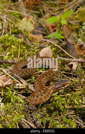Juvenile Adder, Vipera berus, on the Malvern Hills, Worcestershire ...
