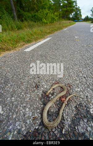 Dead snake roadkill on the road, Mareeba, Atherton Tablelands, Far ...