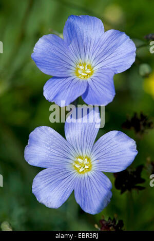 Mountain Flax (Linum alpinum), blooming , Switzerland Stock Photo - Alamy