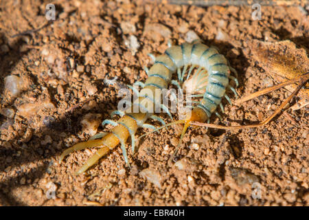 centipedes, chilopodians (Scolopendra heros arizonensis), on the ground ...