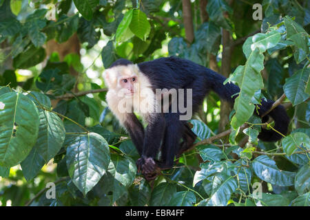 capuchins, ring-tailed monkeys (Cebus spec.), sitting and sticking out ...
