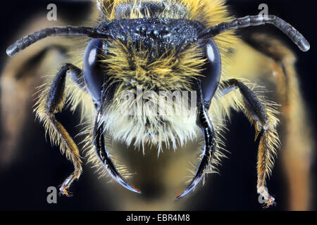 Extreme macro portrait of a bee, magnified through a microscope ...