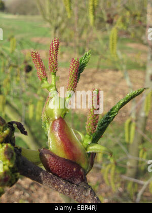 Japanese Alder (Alnus japonica), branch in spring with cones of the ...