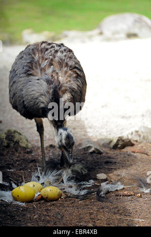 Young Greater Rhea (Rhea americana) one of two extant species, a native ...