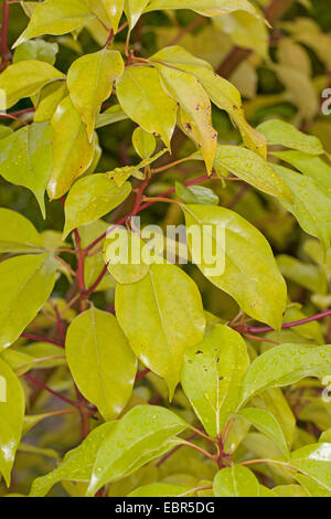 Camphor Tree (Cinnamomum camphora), twig with leaves, studio picture ...