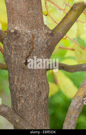 Botany - Trees - Lauraceae. Camphor laurel (Cinnamomum camphora Stock ...