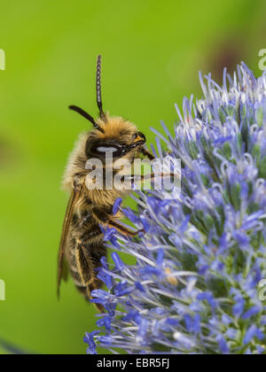 A macro shot of a solitary bee on a wooden surface Stock Photo - Alamy